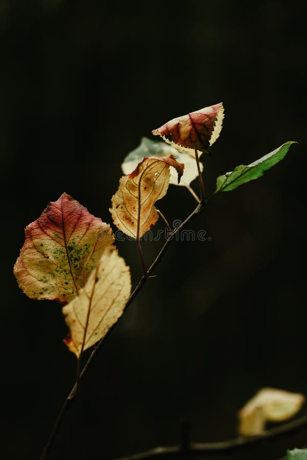 Autumn is Different, it is Yellow, Green or Red, Sad or Warm ...