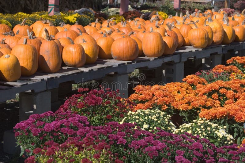 Autumn Display stock image. Image of colors, scarecrows - 1347253
