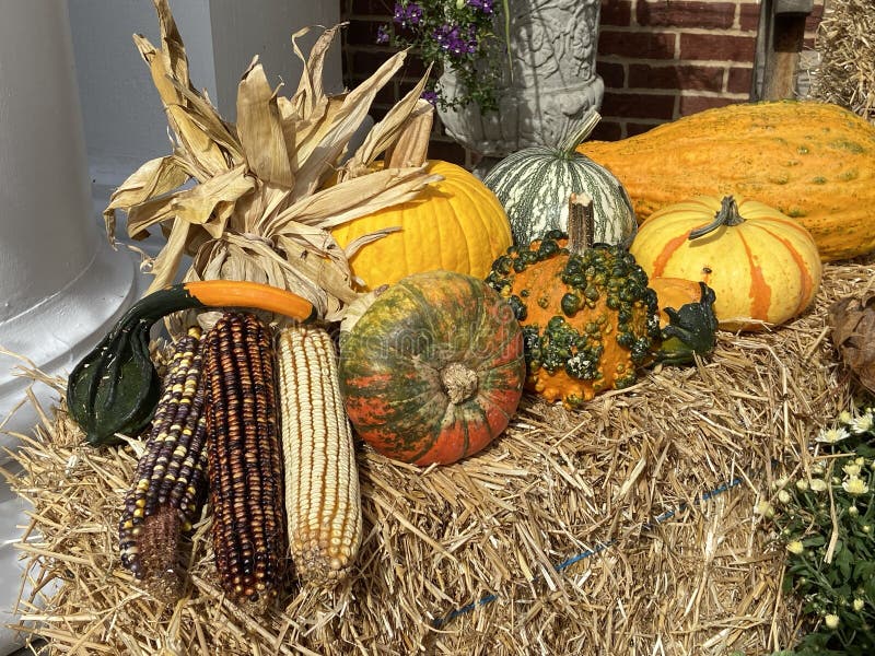 Autumn Display of Corn and Pumpkins in October Stock Photo - Image of ...
