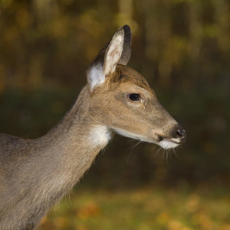 Autumn doe stock photo. Image of deer, yellow, fall, brown - 11973464
