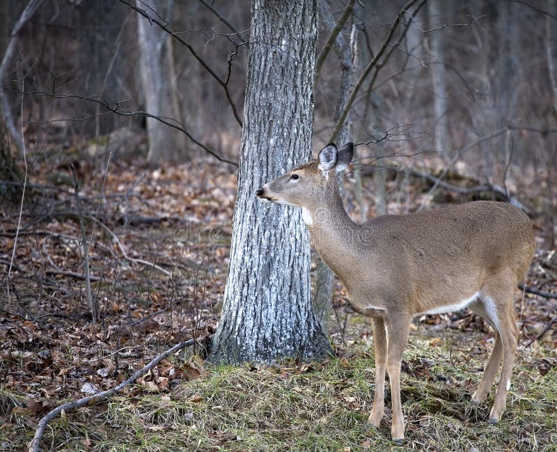 Autumn doe stock photo. Image of gray, grey, white, fall - 22759580