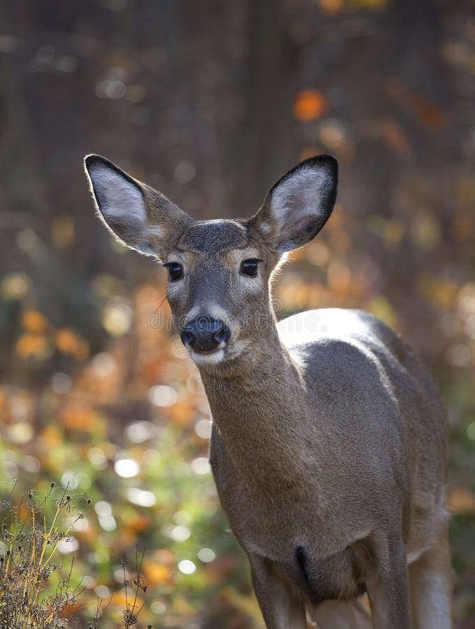 Autumn doe stock photo. Image of hide, eyes, mammal, female - 7224596