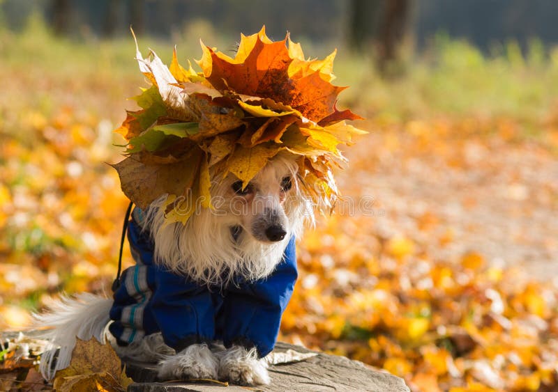 Autumn dog stock photo. Image of leaf, park, autumn, crested - 26597054