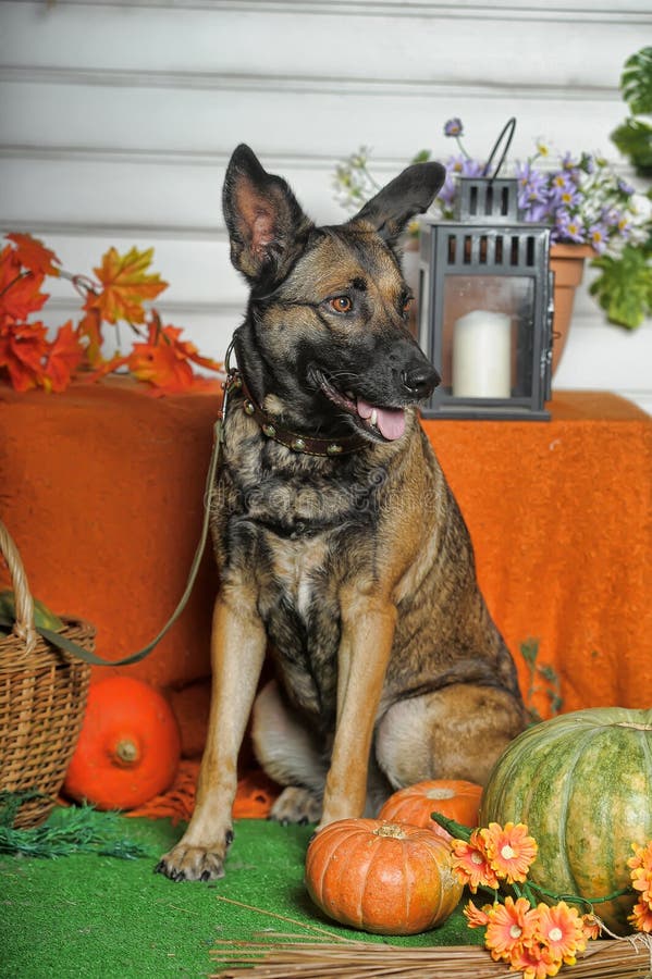 Autumn dog with pumpkins stock photo. Image of bulldog - 34135266