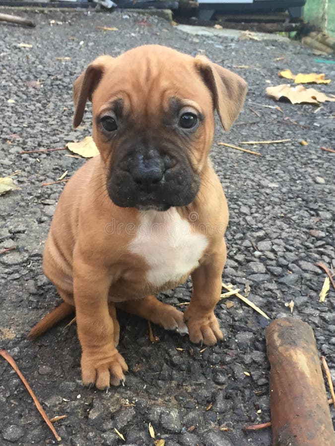 Autumn dog stock image. Image of boxer, snout, thinking - 80926493