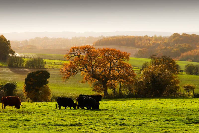 Autumn dramatic day stock photo. Image of orange, natural - 7105896