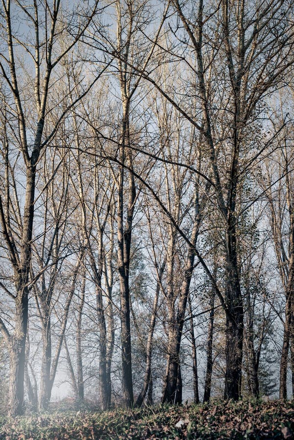 It is an Autumn, Dramatic Landscape Stock Photo - Image of dark ...