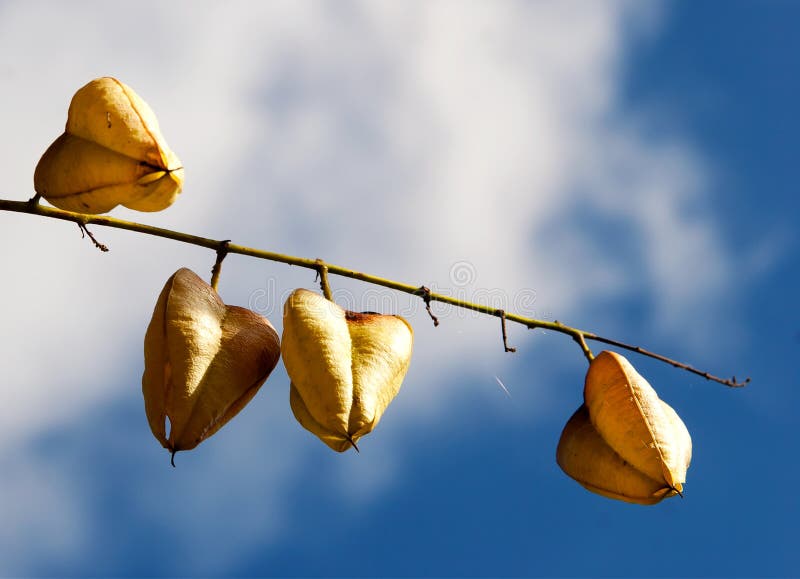 Autumn Dried Fruits Against Sky Stock Photo - Image of blue, flora ...