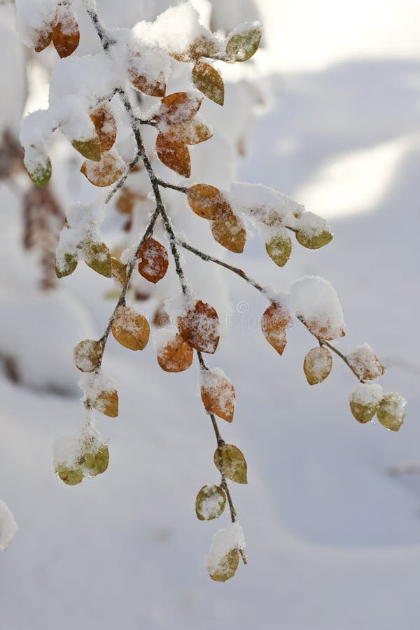 Autumn Dried Leaves Covered with Snow in the Forest Stock Photo - Image ...