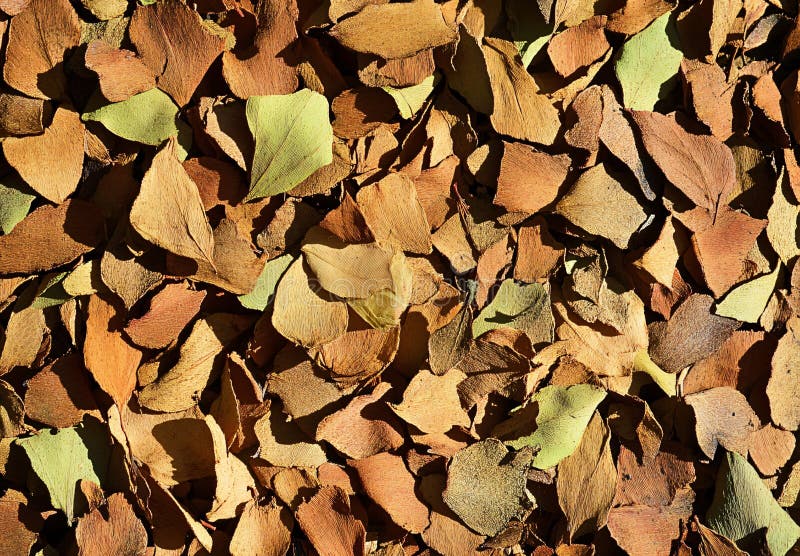 Autumn Dried Leaves Ground Cover Texture Background High Quality Image ...