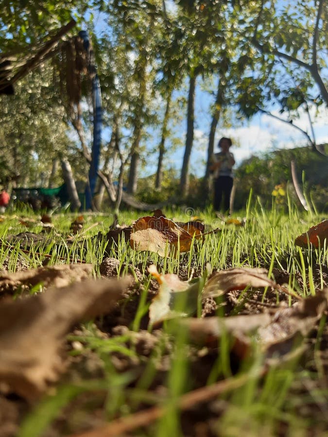 Autumn Dried Leaves Nature Photo Stock Photo - Image of nature, leaves ...