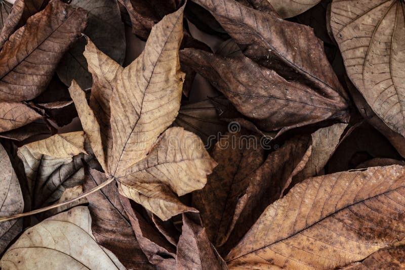 Autumn Dried Leaves Pattern Background Stock Photo - Image of ...