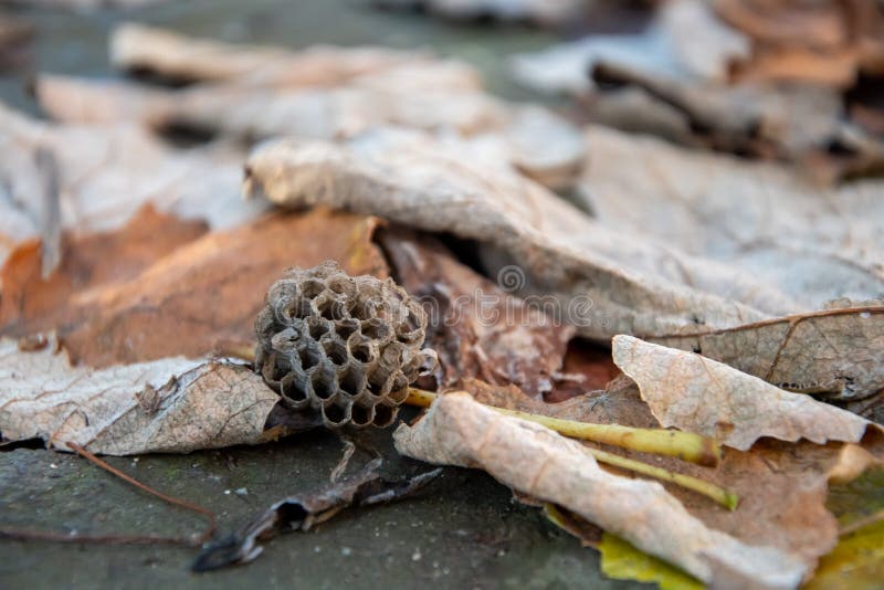 Autumn Dried Leaves and a Wasp Hive Fallen on the Ground Stock Photo ...