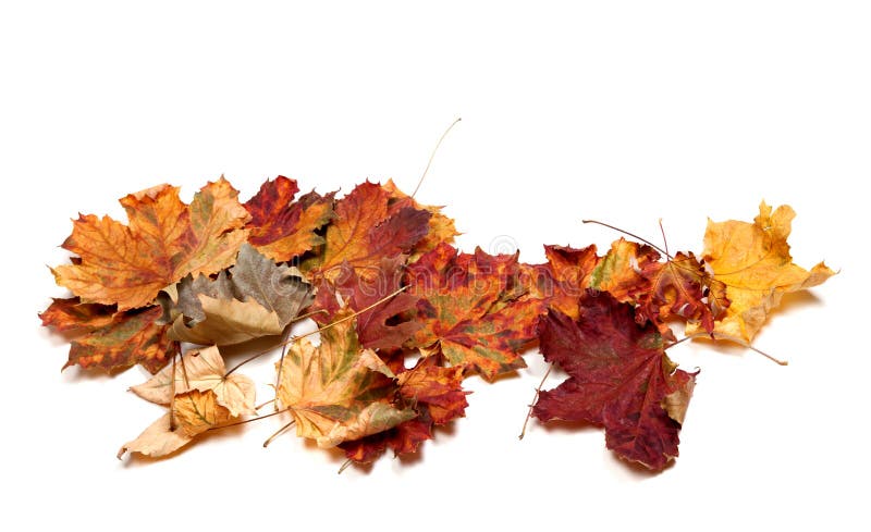 Autumn Dried Multicolor Maple Leafs Stock Photo - Image of autumnal ...