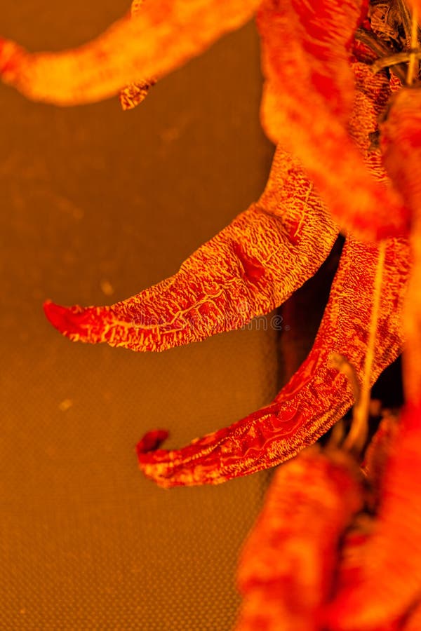 Autumn dried peppers stock image. Image of autumn, beautiful - 75289557