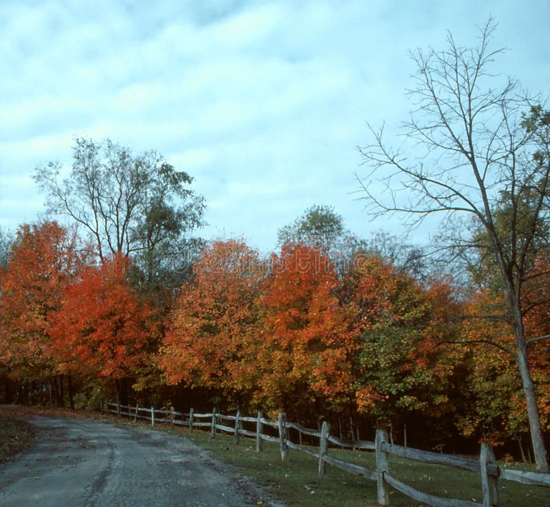 Autumn Drive--1 stock image. Image of foliage, leaves, grove - 295667