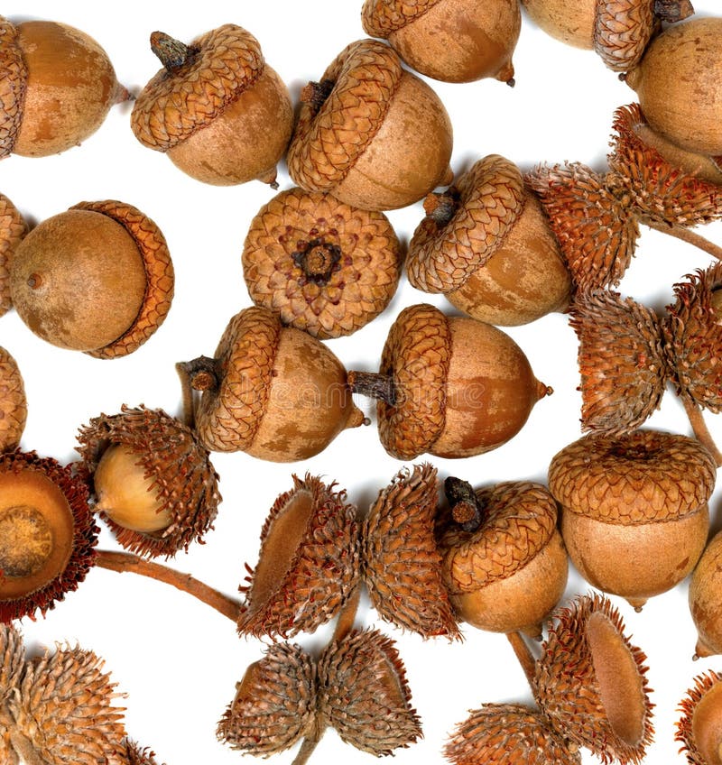 Autumn Dry Acorns on White Background Stock Photo - Image of forest ...