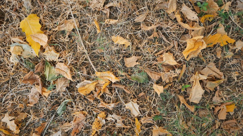 Autumn Dry or Dead Fallen Leaves in Garden Top View Stock Photo - Image ...