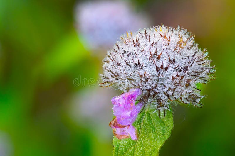 Autumn Dry Flower with Water Drops. Life Stock Photo - Image of ...