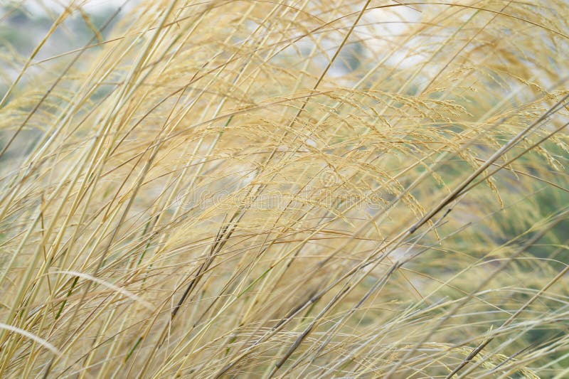 Autumn Dry Fluffy Plant Grass Grows in the Mountains. Stock Image ...