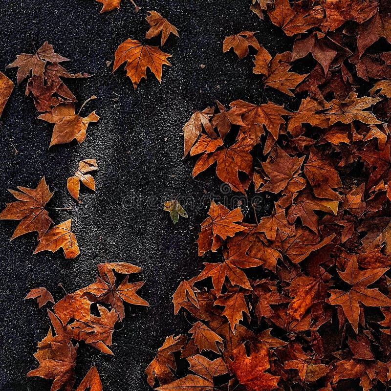 Autumn Dry Foliage on Ground Texture Pattern, Nature Wallpaper Stock ...