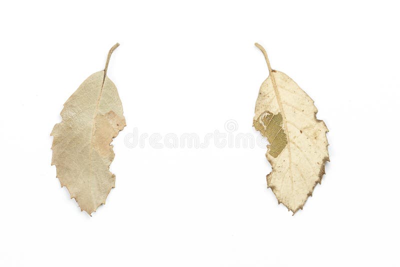 Autumn Dry Leaf on White Isolated Background. Front and Back View Stock ...