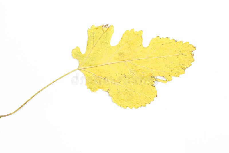 Autumn Dry Leaf on White Isolated Background. Front and Back View Stock ...