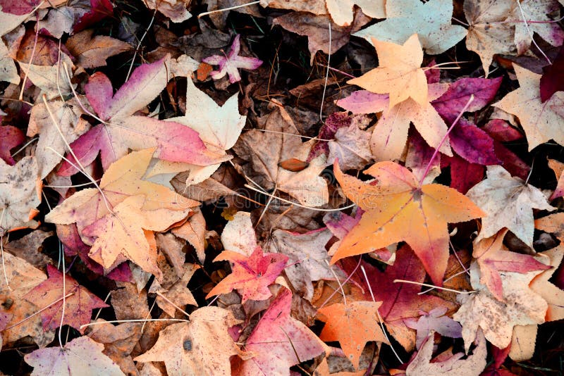 Autumn Dry Leaves - Background Stock Photo - Image of fall, brown: 79994408