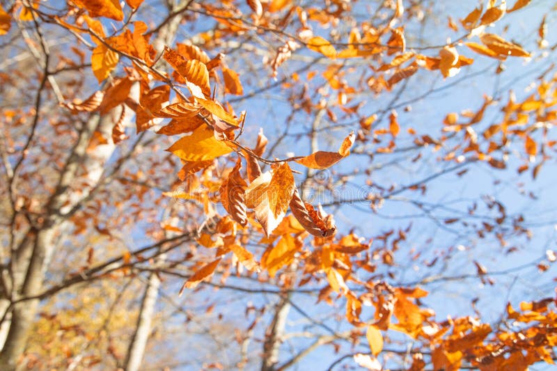Autumn Dry Leaves in a Tree Stock Photo - Image of tree, maple: 344174658