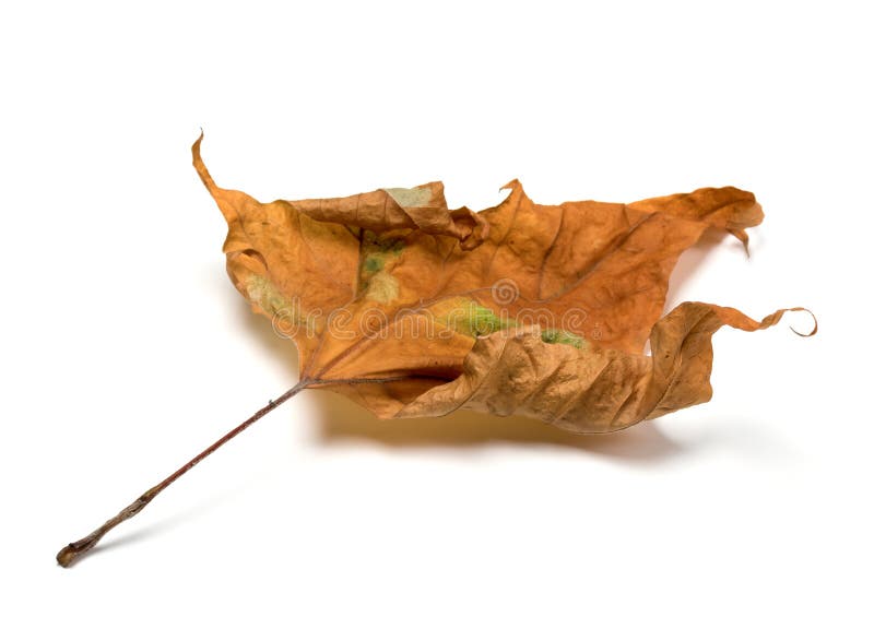 Autumn dry maple-leaf stock photo. Image of background - 152839928