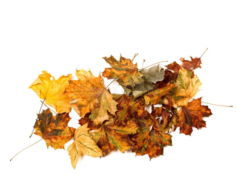 Autumn Dry Multicolor Maple Leafs Stock Photo - Image of fall, natural ...