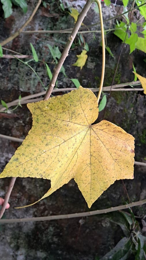 Autumn Dry Yellow Tree Leaf Isolated on Nature Background. Stock Photo ...
