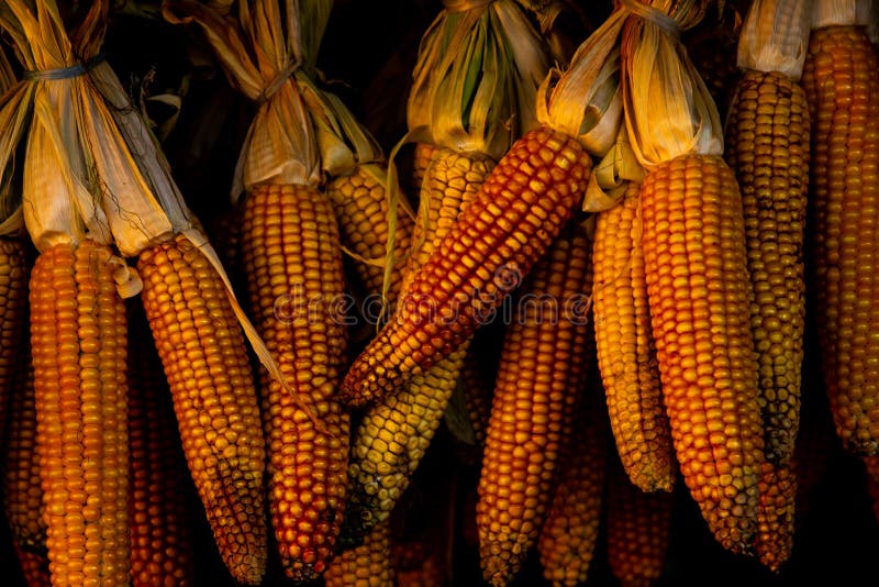 Drying corn stock photo. Image of leaf, harvest, ripe - 55325498