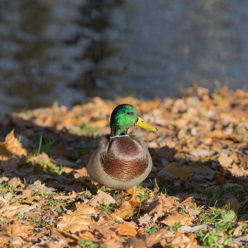 Autumn duck stock photo. Image of outdoors, green, beak - 47896344