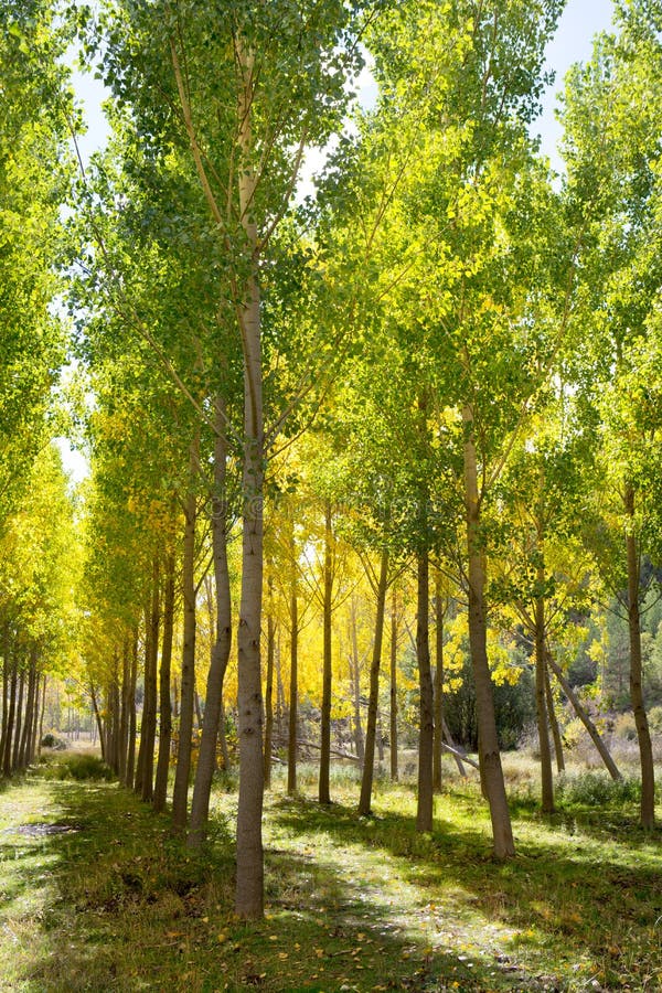 Autumn Early Fall Forest with Yellow Poplar Trees Stock Image - Image ...