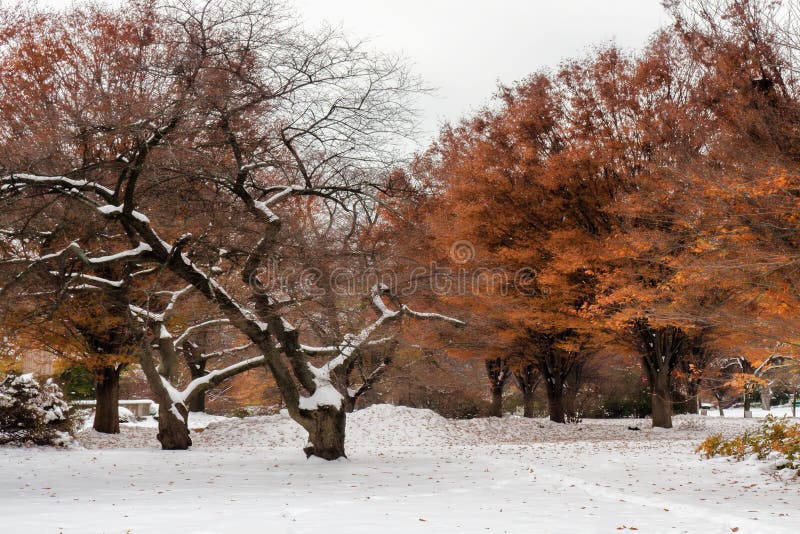 Early SnowFall stock photo. Image of bush, snowfall, winter - 63526432