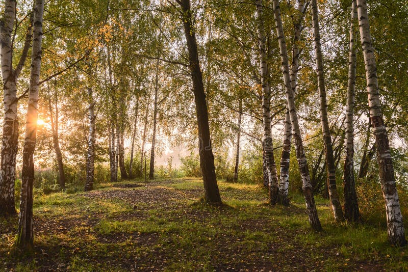 Autumn edge stock photo. Image of branch, foggy, park - 232078146