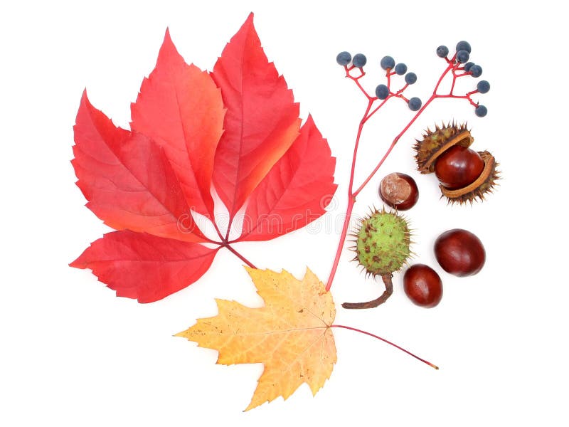 Autumn elements stock image. Image of fall, elements, season - 1379617