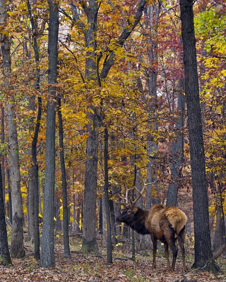 Autumn elk stock image. Image of river, colorful, fall - 34966629