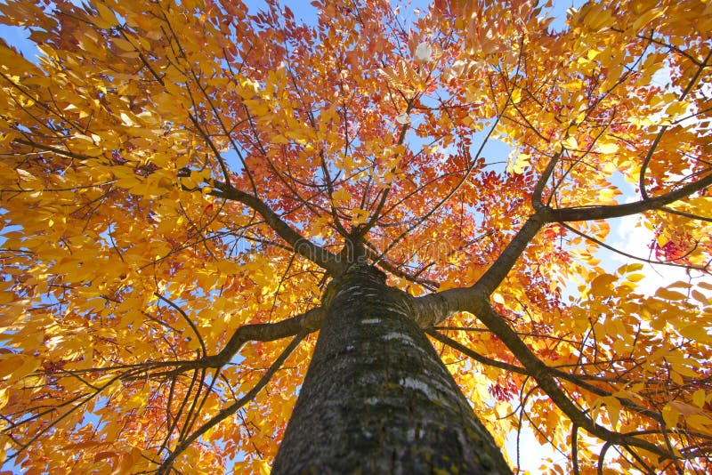 Autumn Elm Tree with the Sky Above Stock Photo - Image of branch, blue ...