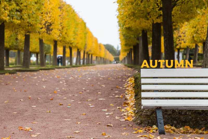 Autumn. Empty Bench in Autumn Park on Fall Yellow Leaves Background ...