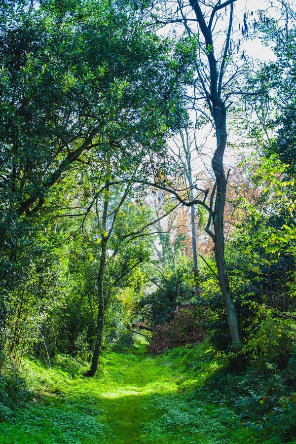 Autumn in a European Broadleaf Forest Stock Photo - Image of nature ...