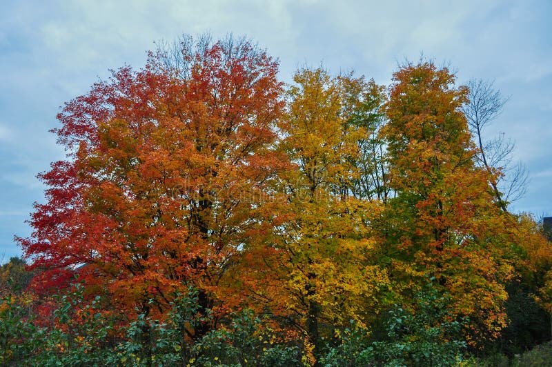 Autumn / Fall Color Maple Trees Stock Image - Image of maple, autumn ...
