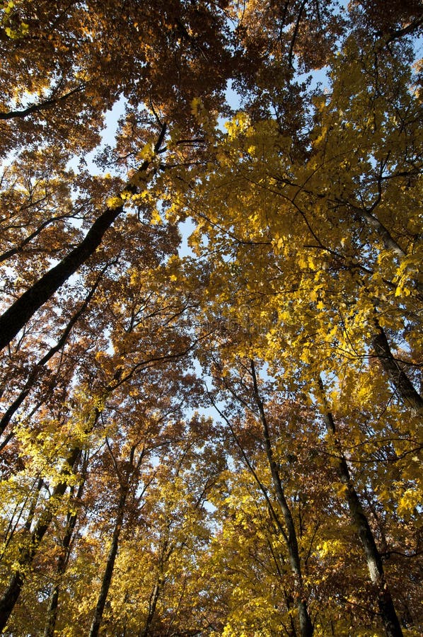 Autumn Fall Colored Forest Foliage Stock Image - Image of environment ...