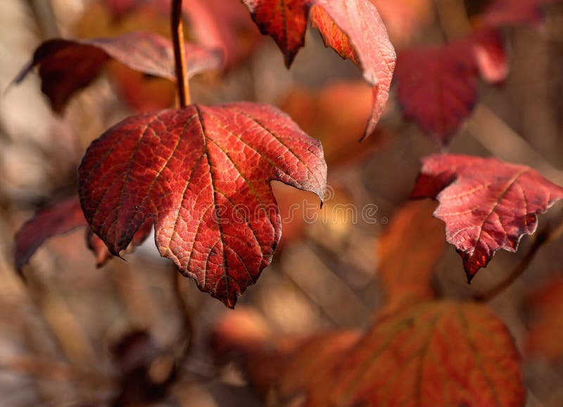 Autumn / Fall stock photo. Image of season, leaves, blight - 41629460