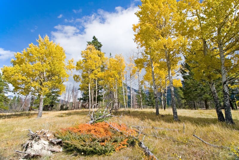 Autumn Fall Colors stock image. Image of autumn, scenary - 3343373