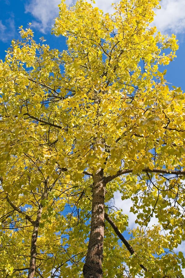 Autumn Fall Colors stock image. Image of golden, color - 3356955