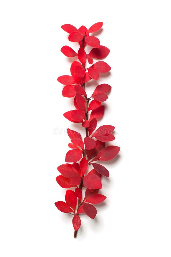 Autumn Fall Concept. Red Autumn Twig Branch with Fall Leaves on White ...