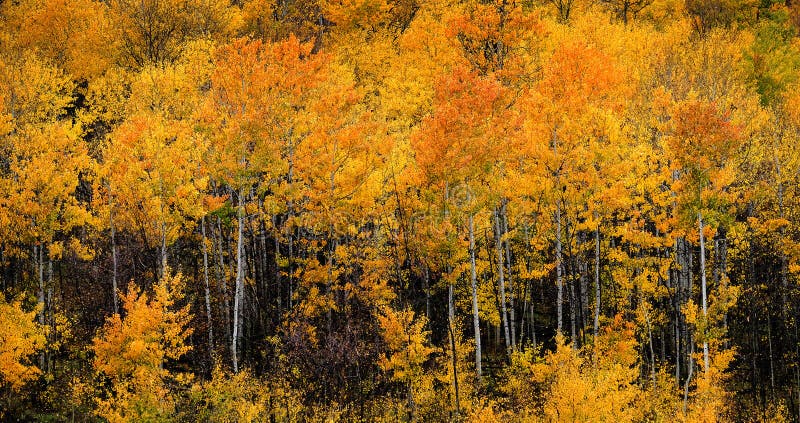 Birch Aspen Trees in Autumn Fall Stock Photo - Image of colorful, great ...