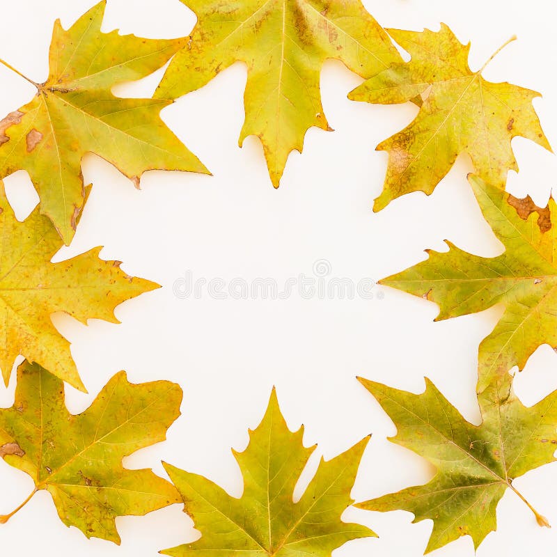 Autumn Fall Flat Lay on White Background Stock Photo - Image of autumn ...